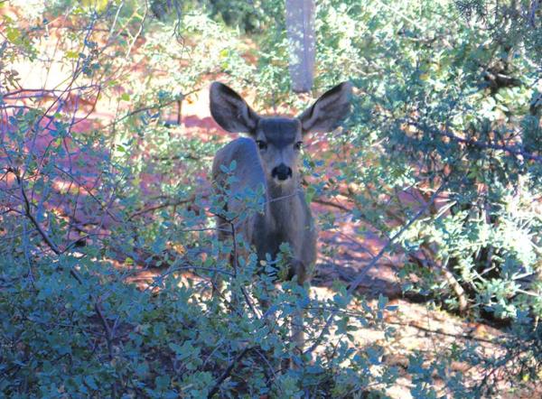 Wildlife in Sedona - Sedona Cathedral Hideaway Bed and Breakfast and Casita