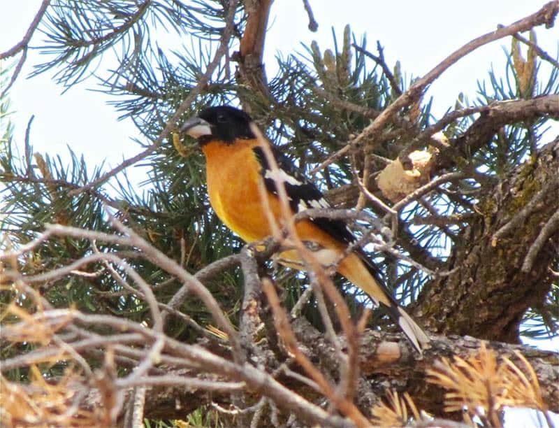 Sedona Bird Watchers Paradise - Sedona Cathedral Hideaway Bed and ...