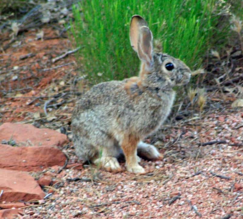 Wildlife in Sedona - Sedona Cathedral Hideaway Bed and Breakfast and Casita