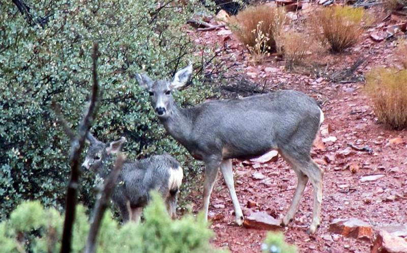 Wildlife in Sedona - Sedona Cathedral Hideaway Bed and Breakfast and Casita