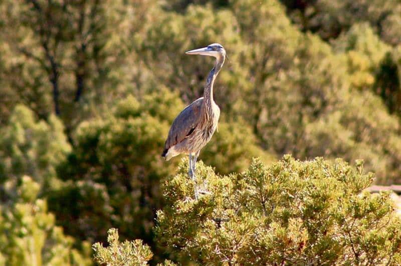 Sedona Bird Watchers Paradise - Sedona Cathedral Hideaway Bed and ...