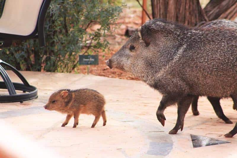 Wildlife in Sedona - Sedona Cathedral Hideaway Bed and Breakfast and Casita